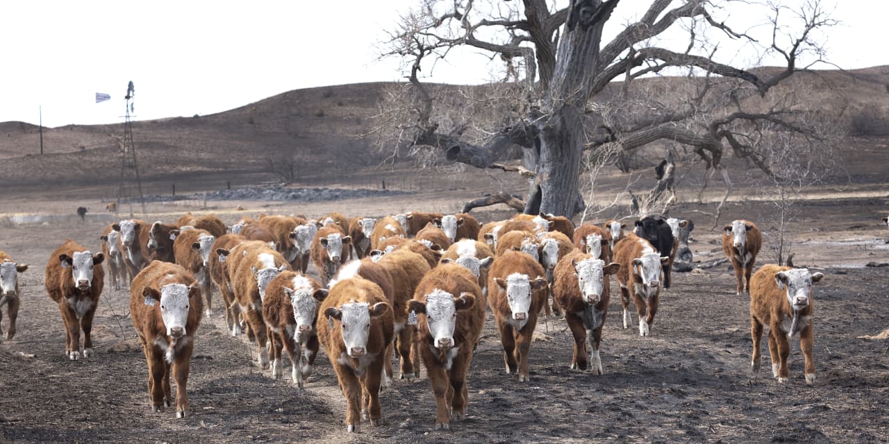 The biggest wildfire in Texas history highlights cattle ranchers ...