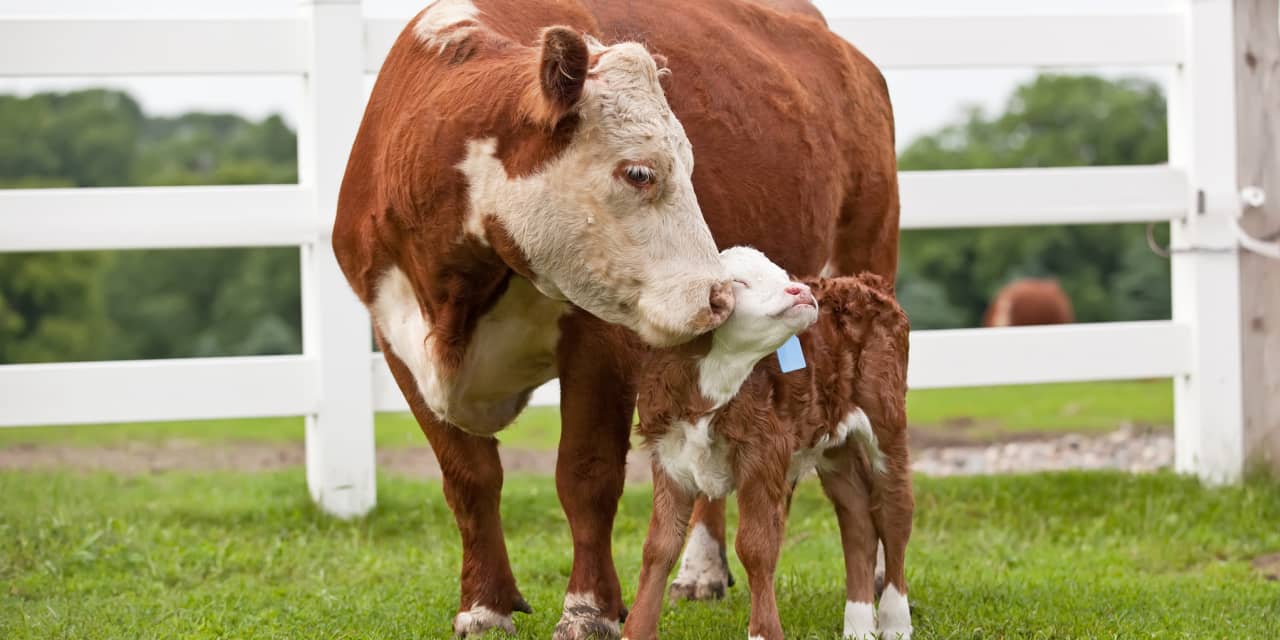 Ranchers and vets say this $4 treatment for cattle will help them beat ...