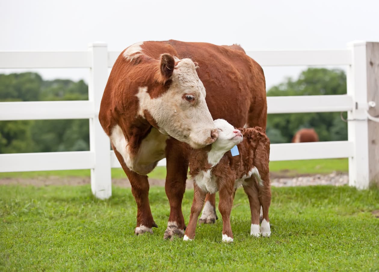 Ranchers and vets say this $4 treatment for cattle will help them beat ...