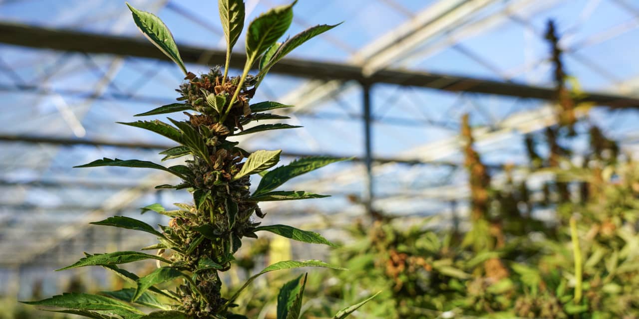 Judge rejects claim that New York’s marijuana licensing cheats out-of-state applicants - MarketWatch