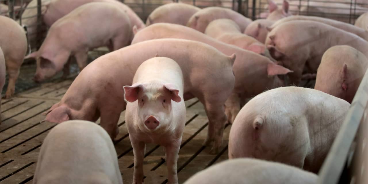 New CME futures contract looks to help traders limit risks in the pork ...