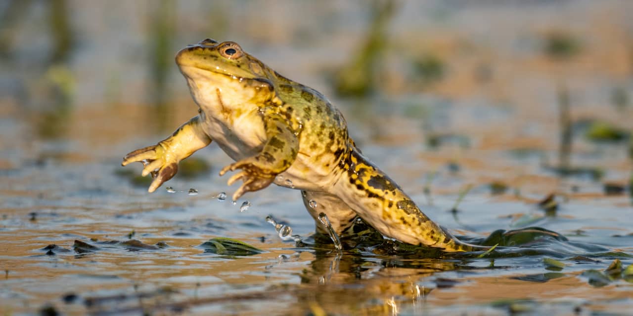 UBS leapfrogs UBS with new S&P 500 price target - MarketWatch