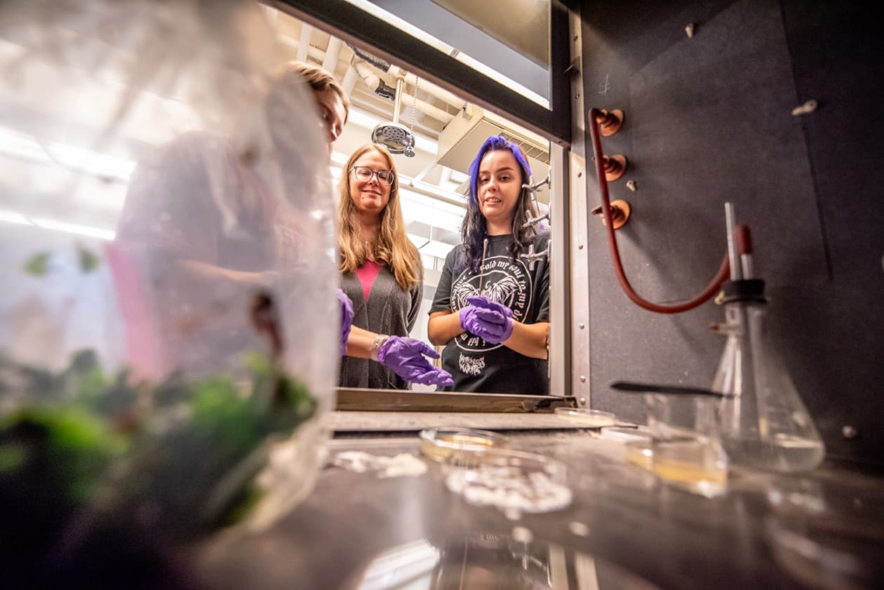 Roanoke College adds its name to schools offering cannabis degrees as ...