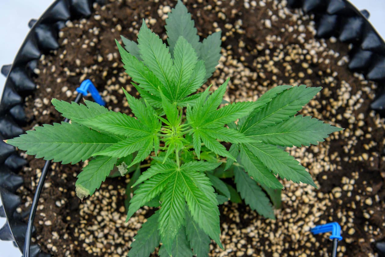 Florida Supreme Court OKs adult-use cannabis referendum for November ballot in victory for pot ...