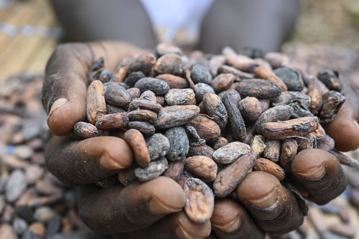 Cocoa is the best-performing commodity of 2024 — even beating bitcoin ...