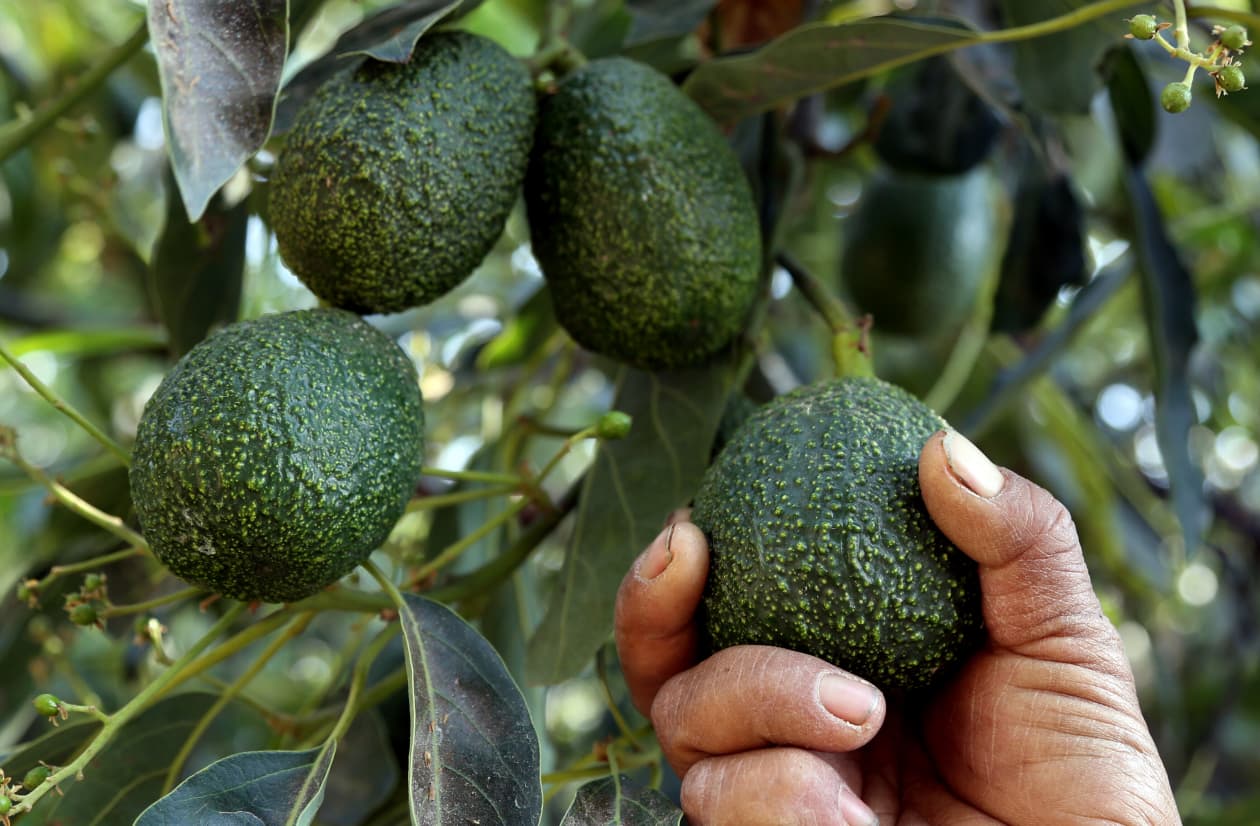 Avocado prices are plunging, sending Mission Produce stock toward its ...