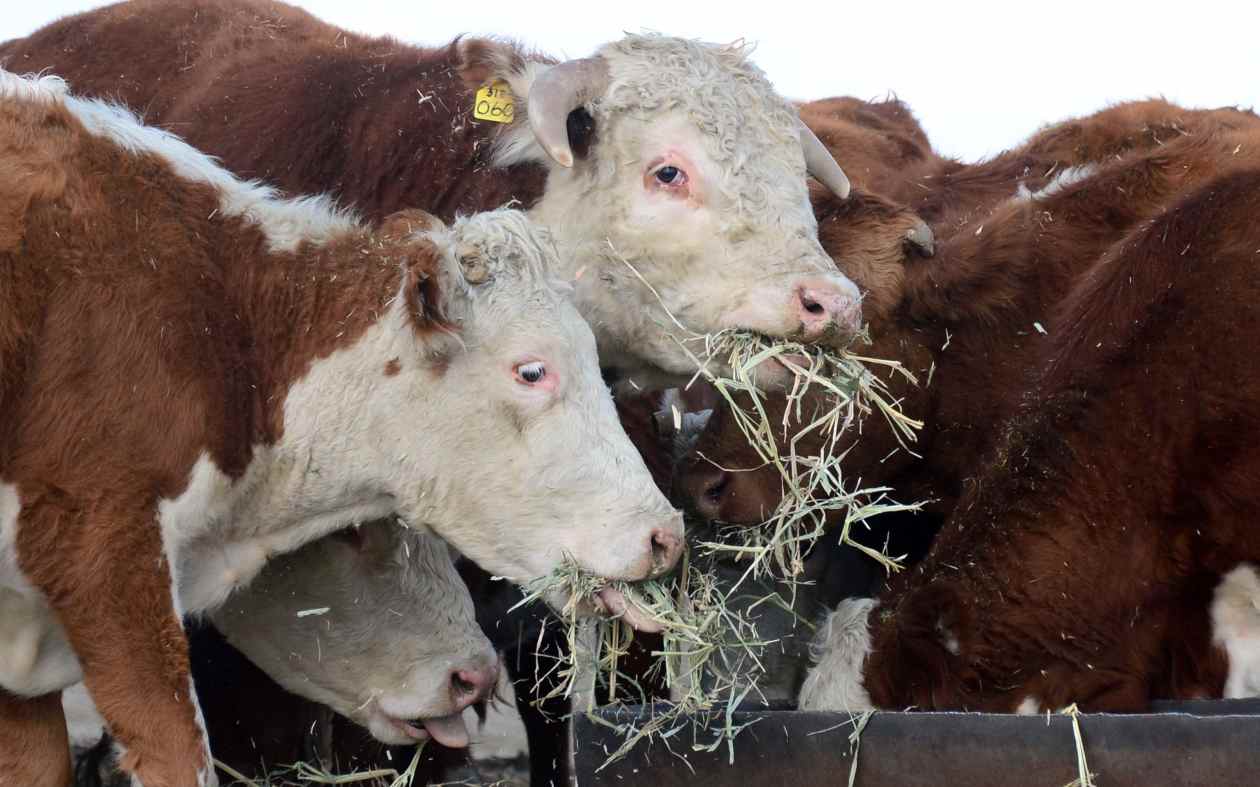 Opinion: To get cows to burp and fart less methane gas, just add ...