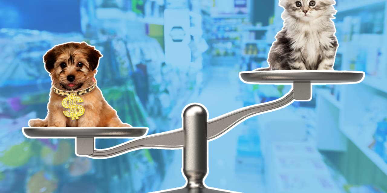 Animal shelters ‘can’t keep up with cat adoptions’ as today’s economy ...