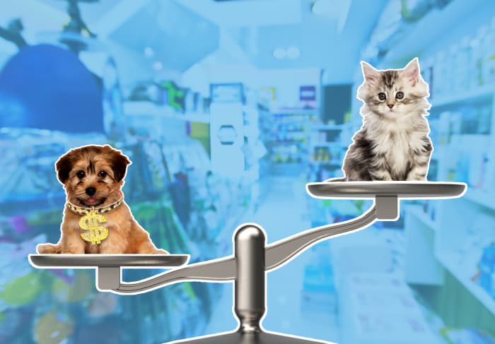 Shelters ‘can’t keep up with cat adoptions’ as economy shifts cat vs ...