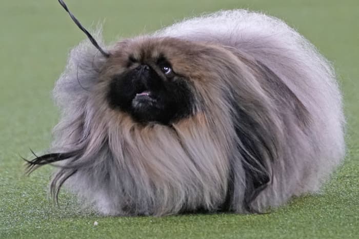 Pekingese named Wasabi wins Westminster dog show - MarketWatch