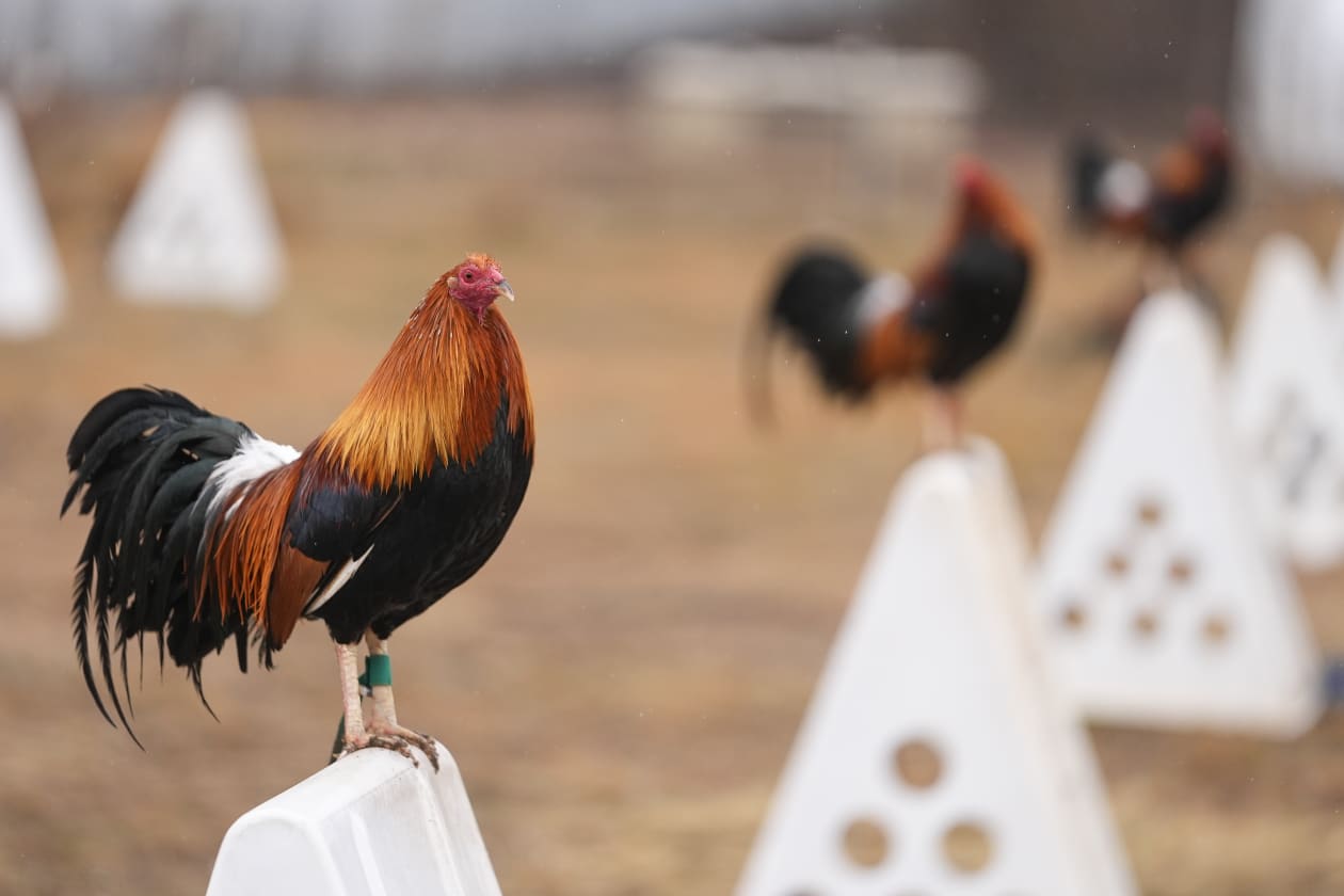 Cockfighting has been banned for two decades in Oklahoma. The state’s ...
