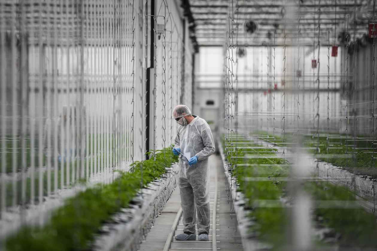 Tilray marks milestone German weed harvest and launches medical ...