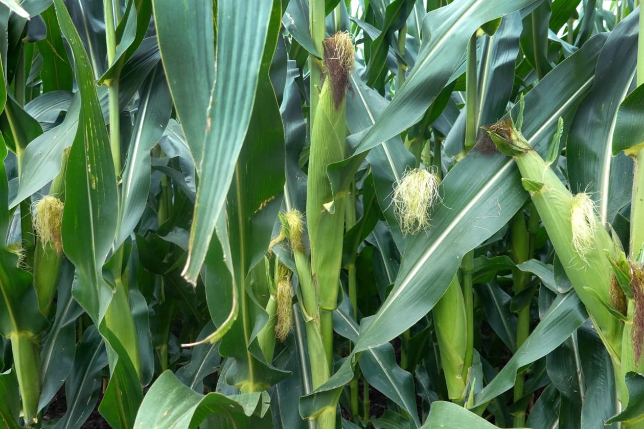 Corn prices touch a nearly 4-year low, then rise as USDA lifts demand ...