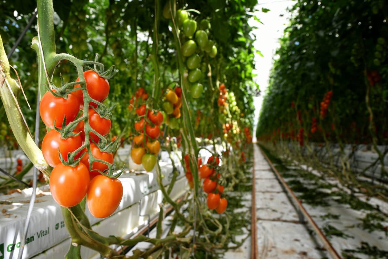 ‘Volatile’ cannabis business causes Scotts Miracle-Gro to shed ...