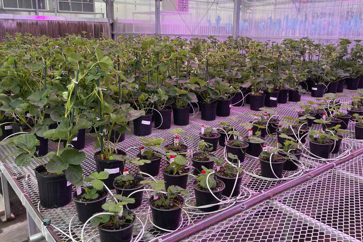 U.S. companies announce plans for gene-edited strawberries that will ...