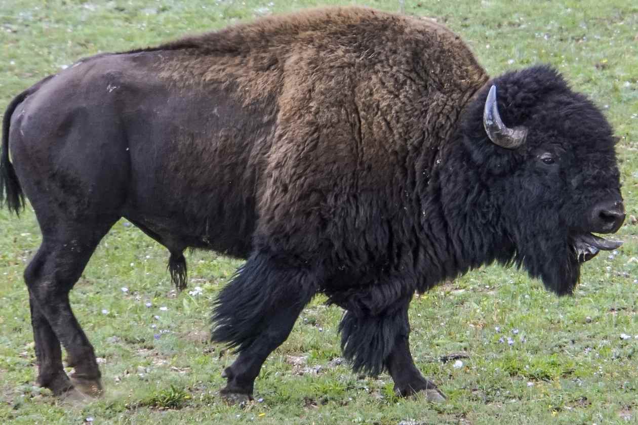 Program to kill Grand Canyon bison terminates 4 animals, raises ...