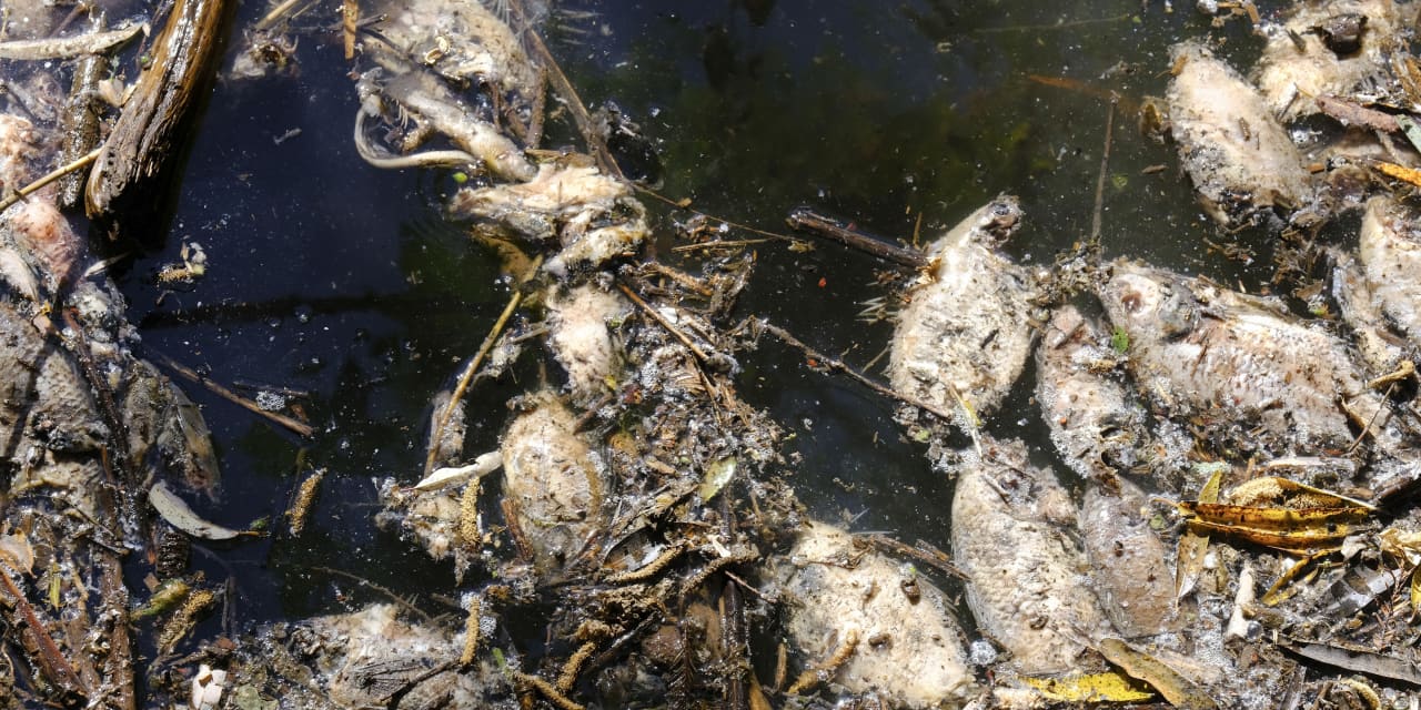 Thousands of dead fish found floating in Mexican reservoir after ...