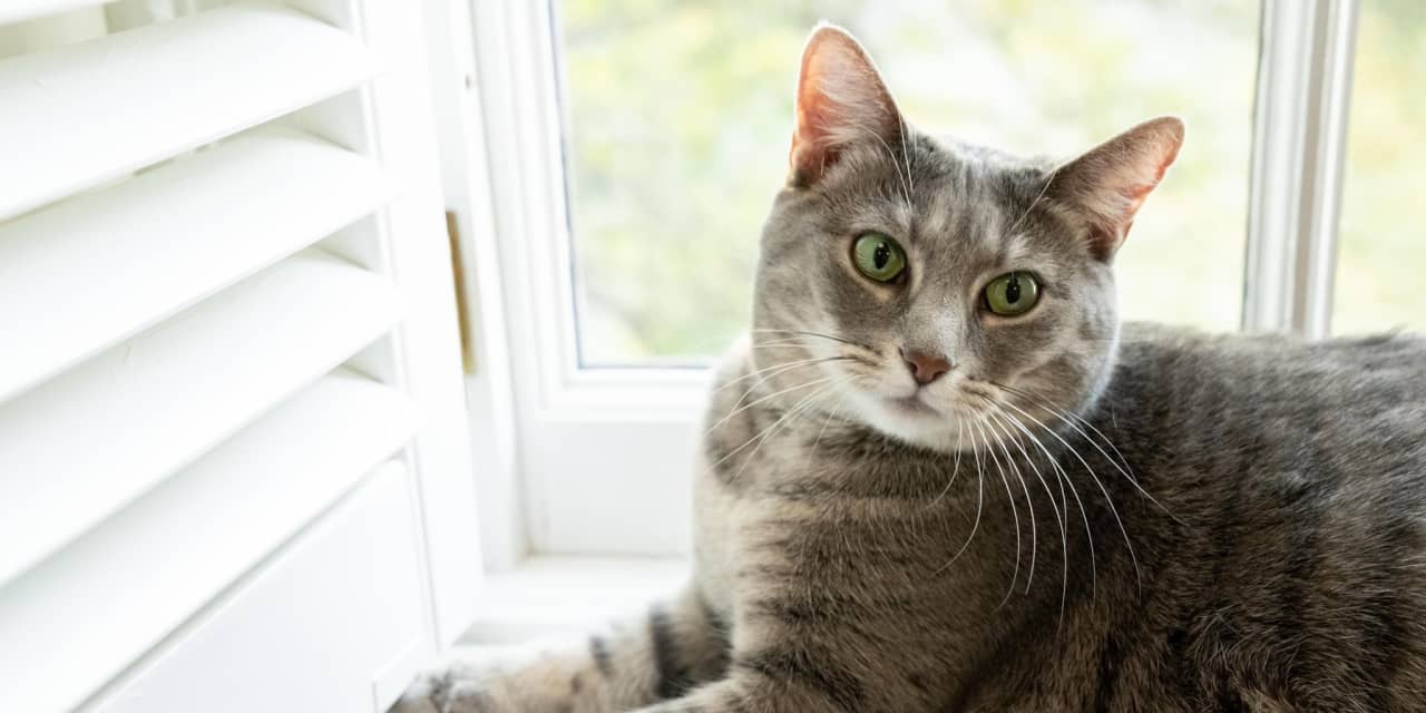 5 facts about Willow the first cat, who has finally arrived at the ...