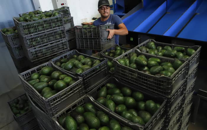 Experts see avocado prices rise in U.S. and damage to Mexican producers ...