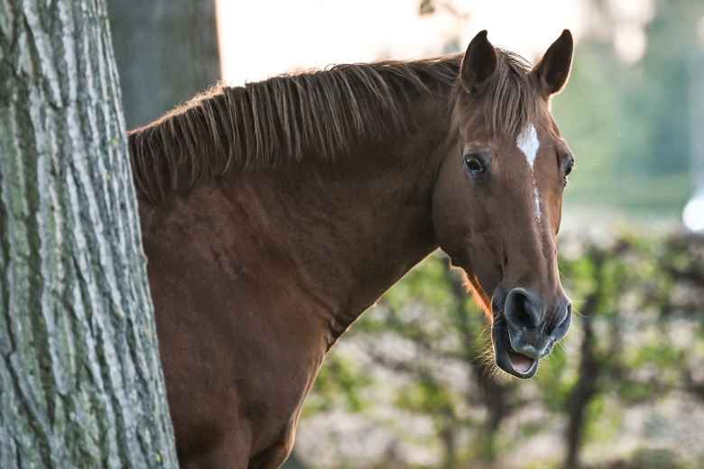 Moody's downgrade is like 'closing the barn door after the horse has ...