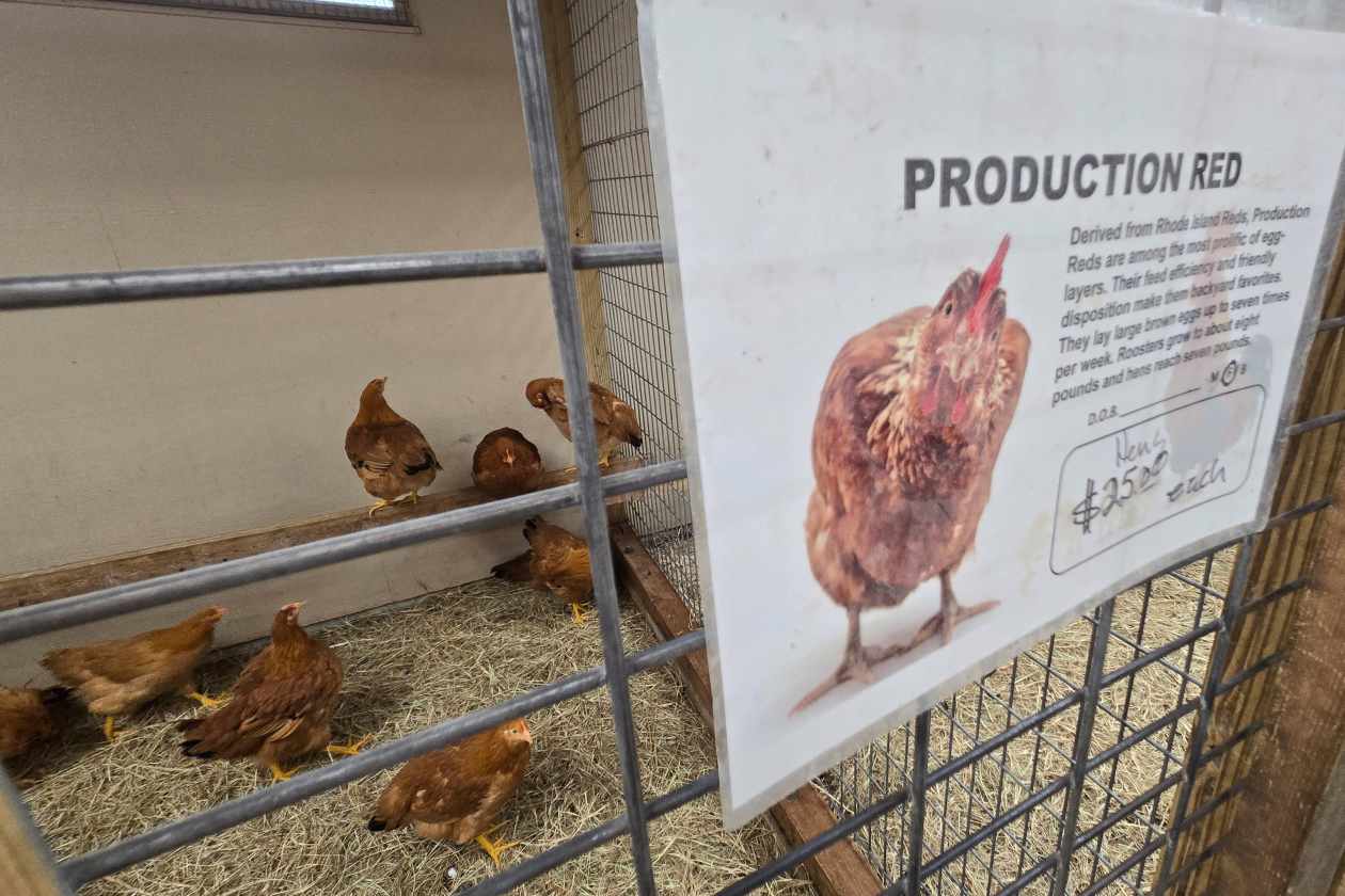 Production Red Chicken Eggs