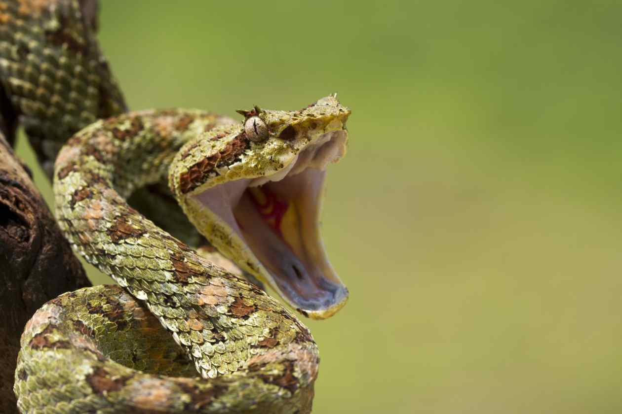 How about a new FAANG? This grouping outperforms the tech giants ...