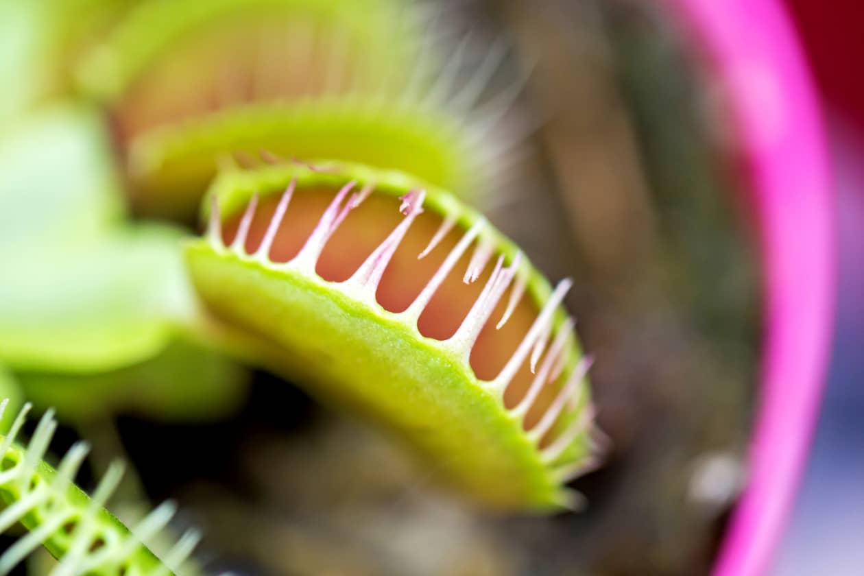 Ending 6% commissions could create a ‘Venus flytrap situation’ for home ...