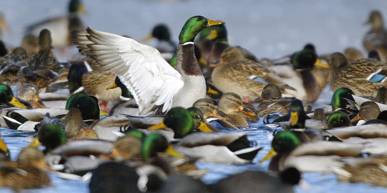 This isn’t a bull market — it’s a ‘duck’ market. Here’s why. - MarketWatch