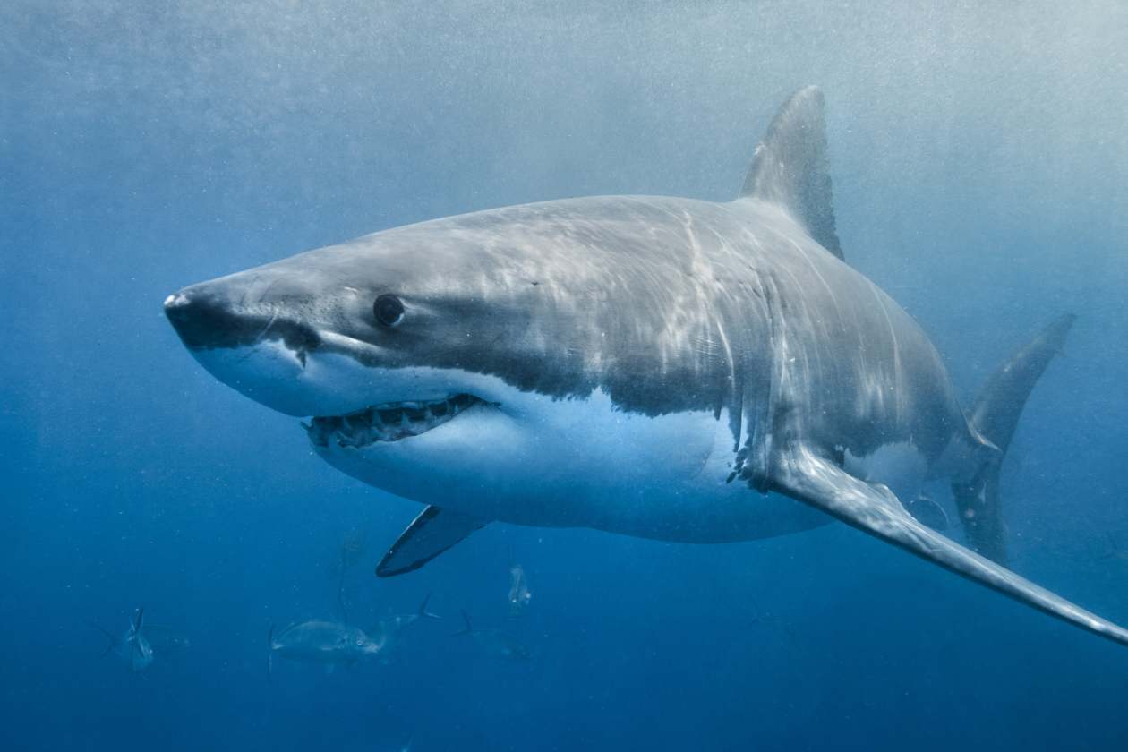 1,000-pound great white shark spotted near the Jersey Shore — track it ...