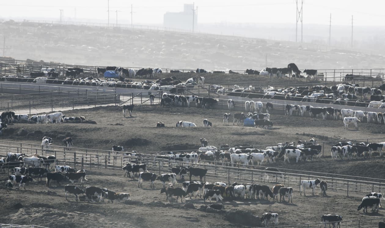 Heat stress blamed for thousands of cattle deaths in Kansas - MarketWatch