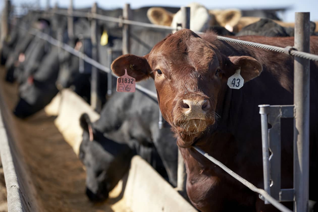 Get ready for higher beef prices this summer. Here’s why. - MarketWatch