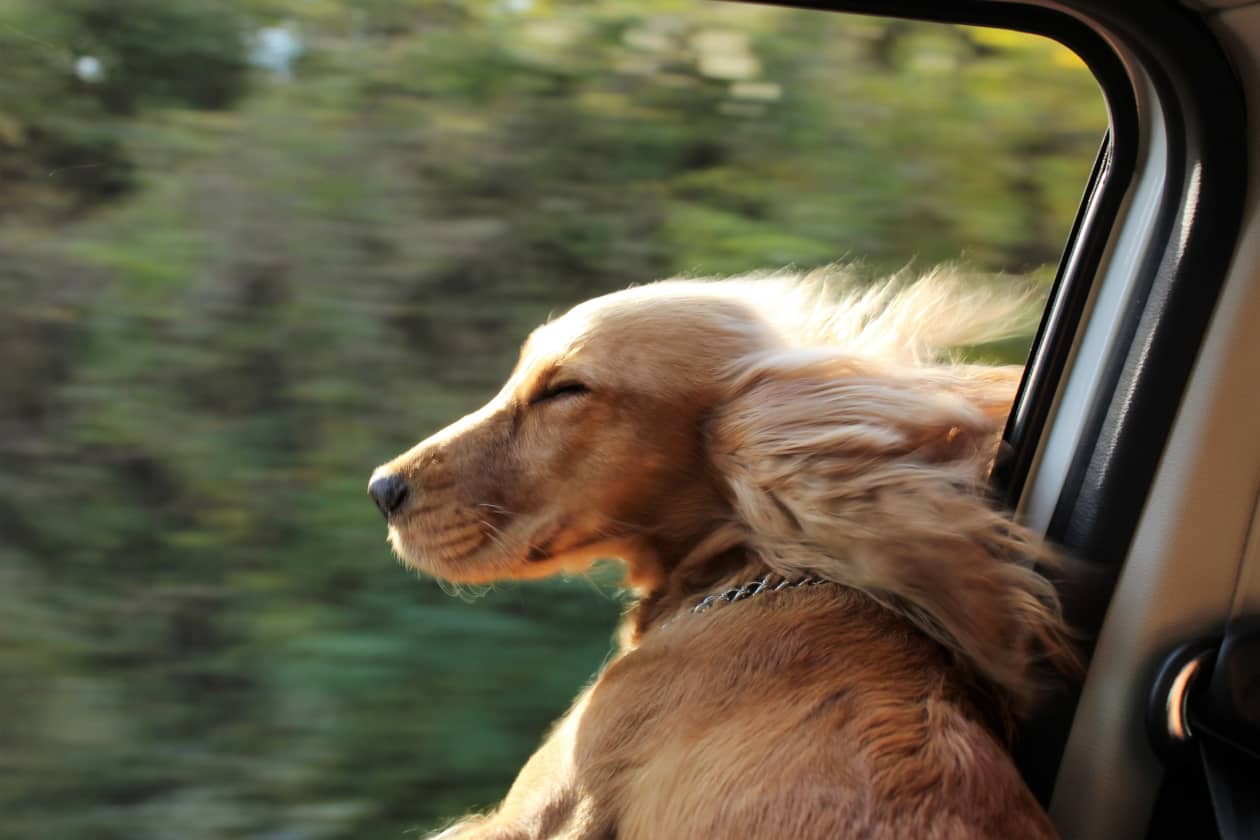 Tesla has the most loyal buyers and the most ‘conquests’ in 2024 ...