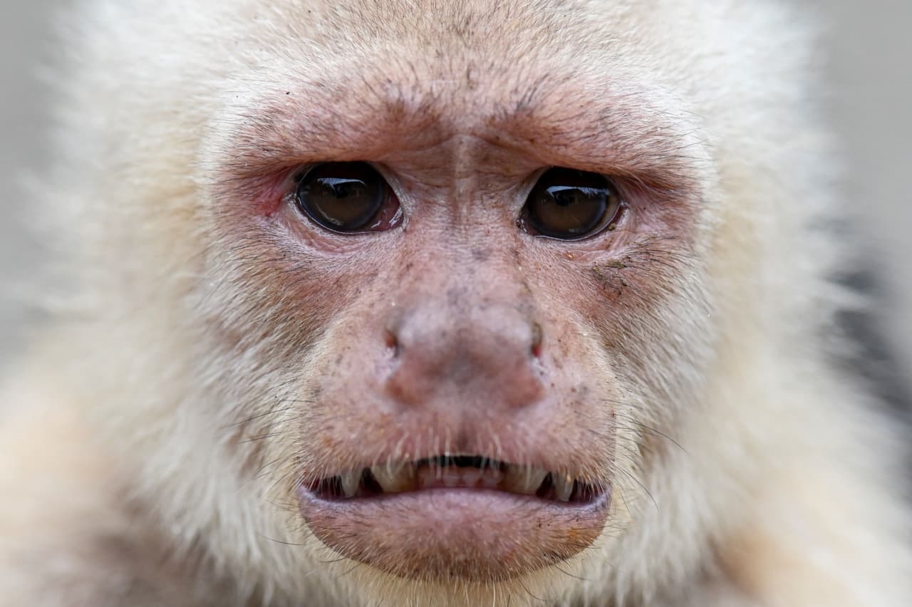 Capuchin Monkey Attacks