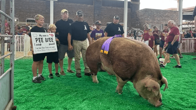 Blame inflation: Iowa State Fair’s Big Boar Contest had only two pigs ...