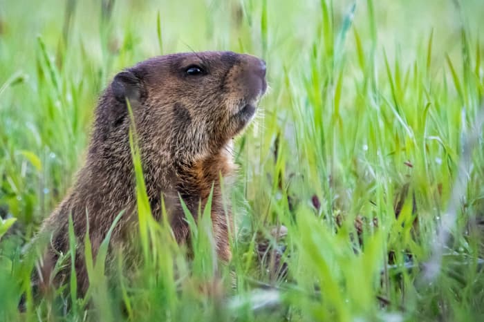 How a groundhog helped an artist find a new passion - MarketWatch