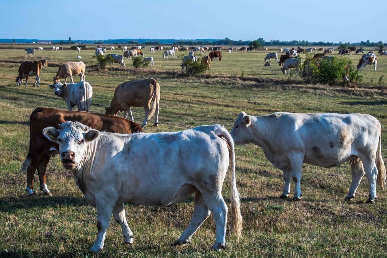 Where’s the beef? Rancher sentenced to 11 years for ripping off Tyson ...