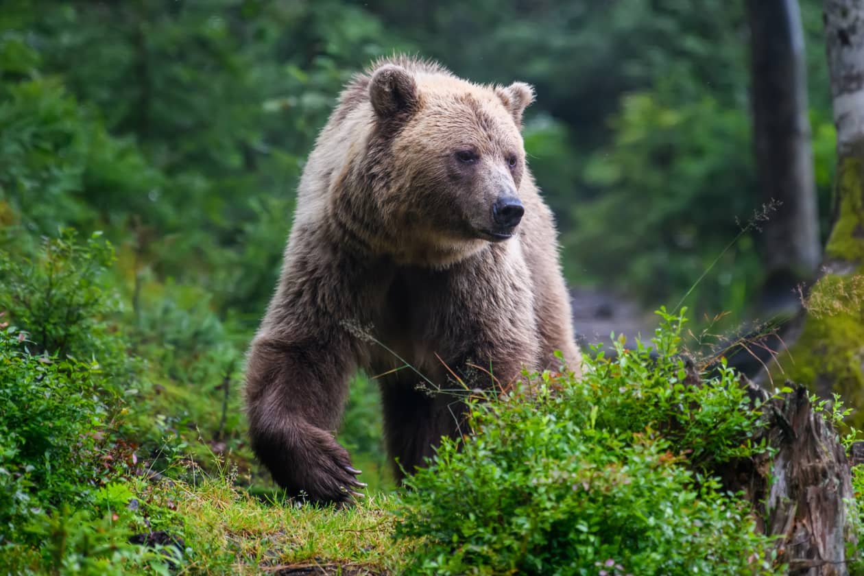 Opinion: There are early signs that the bear market is going into ...