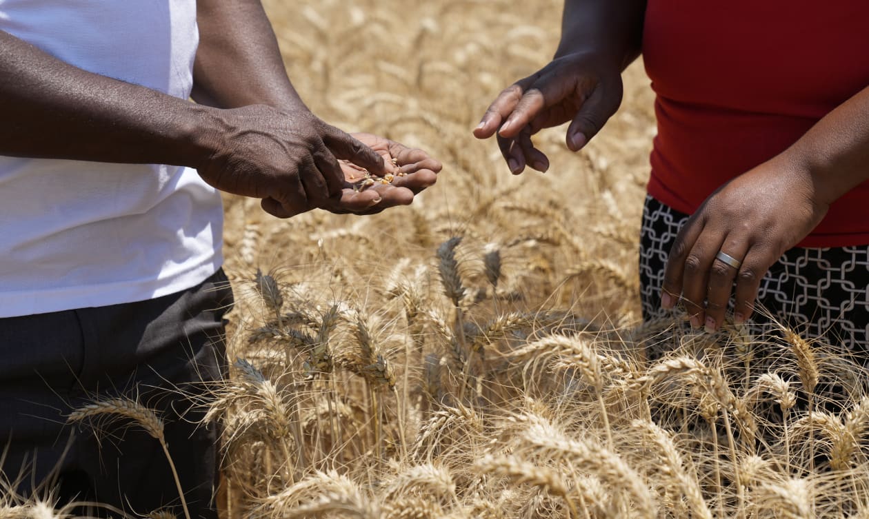 Zimbabwe awaits biggest wheat harvest since 1962, amid efforts to ...