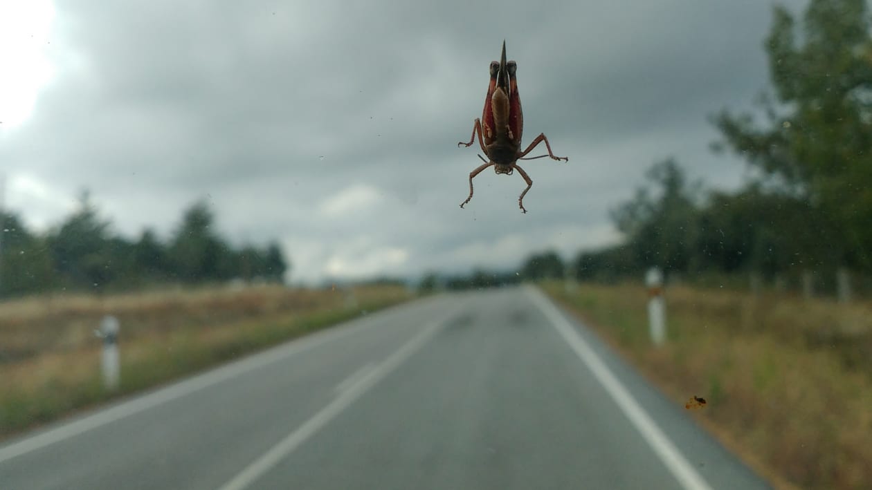 The eye-opening results scientists found when they studied bug splats ...