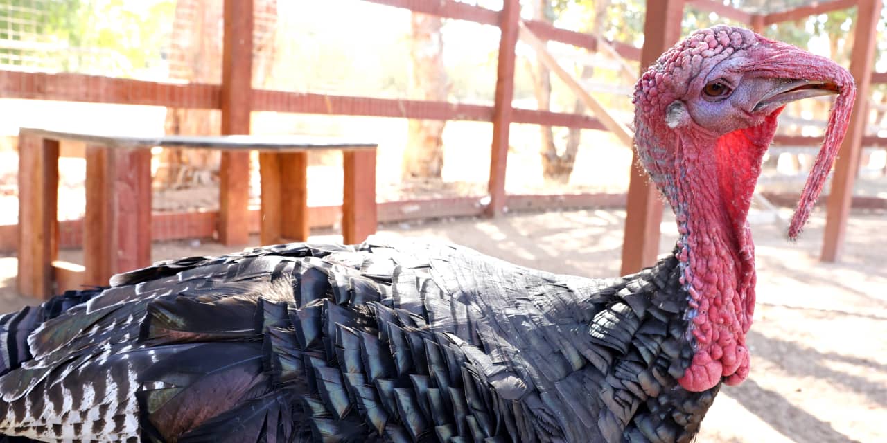 Opinion: Everything you need to know about the disease that’s ravaging ...