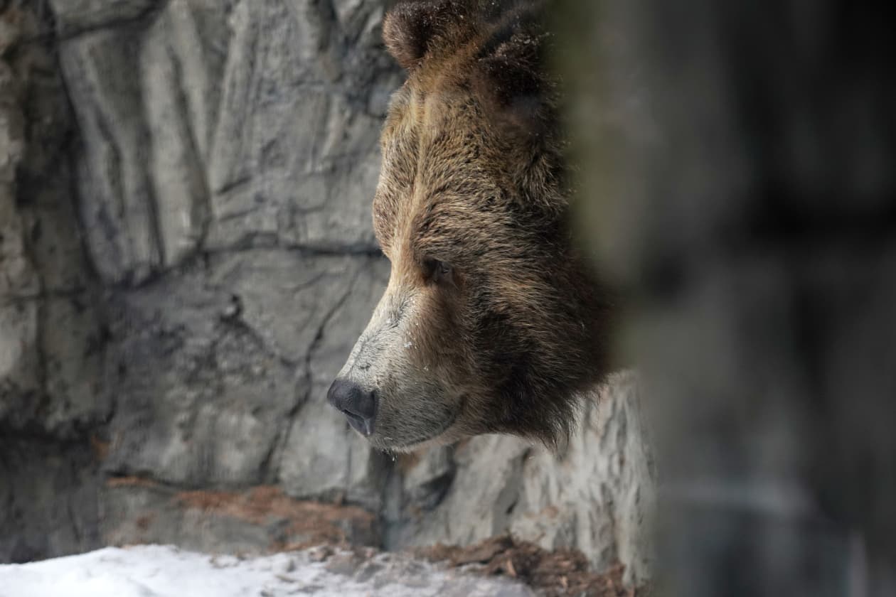 Still a bear market: S&P 500 slump signals stocks never reached ‘escape ...