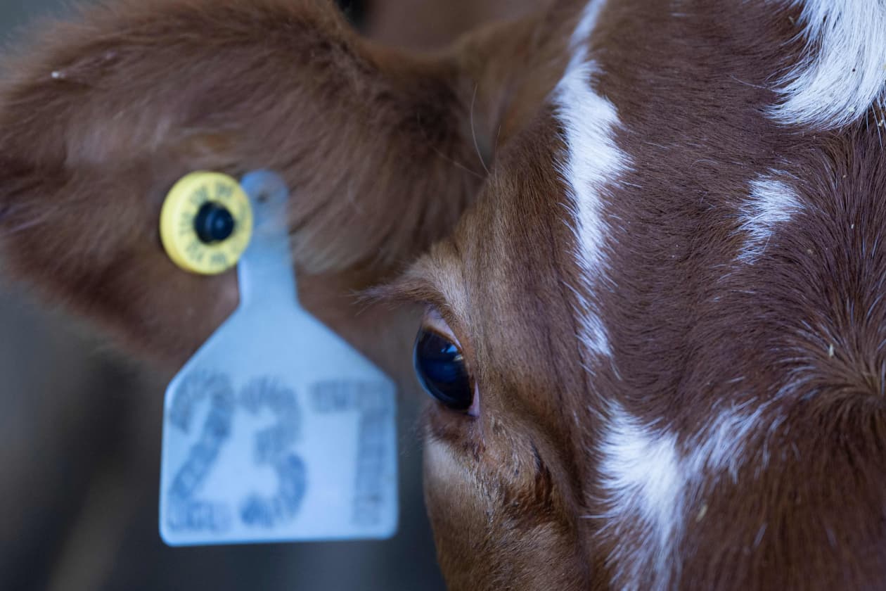 A fix for gassy cows? Danone inks methane emissions pact that could ...
