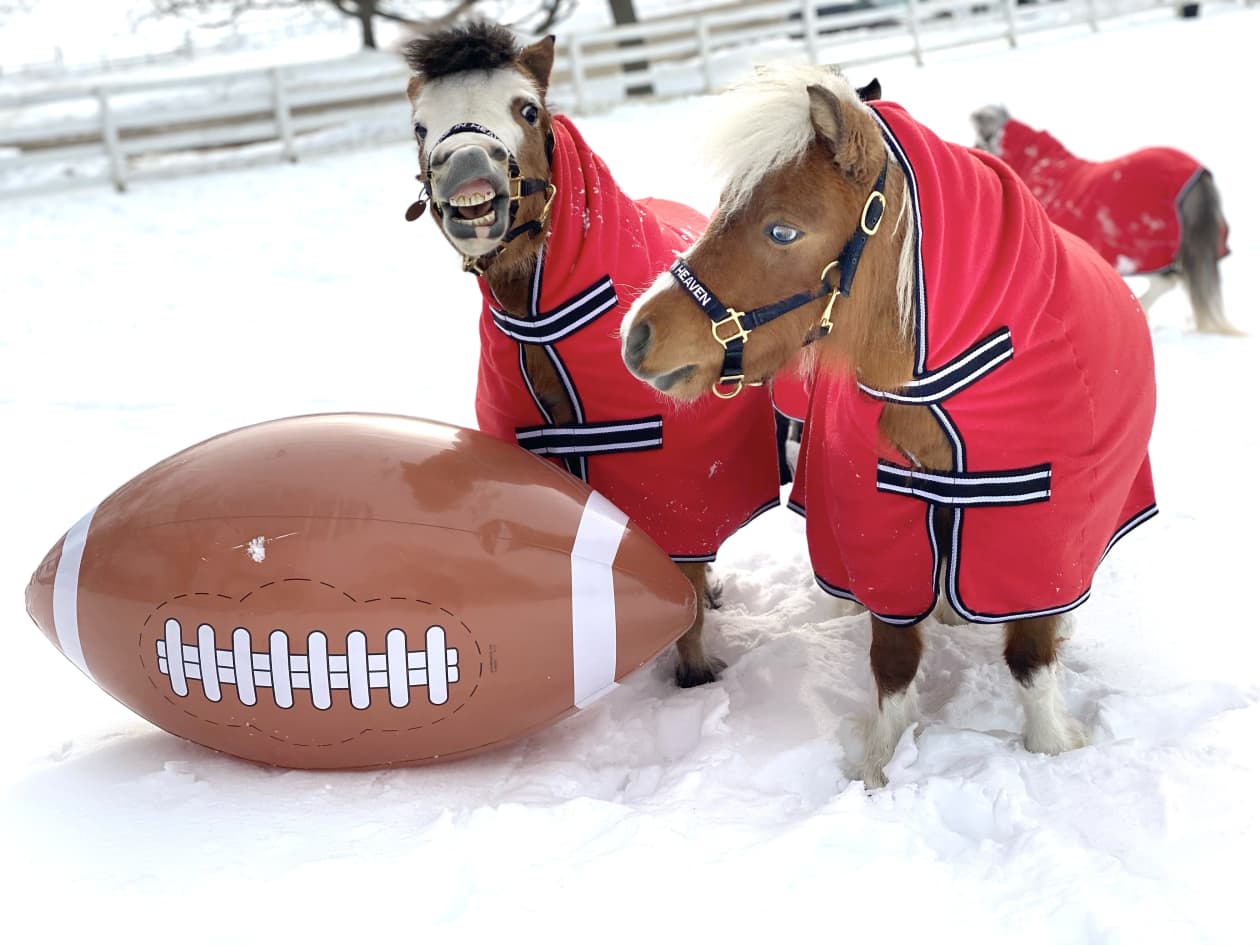 Sure, the Puppy Bowl is cute — but check out this ‘pony bowl’ - MarketWatch