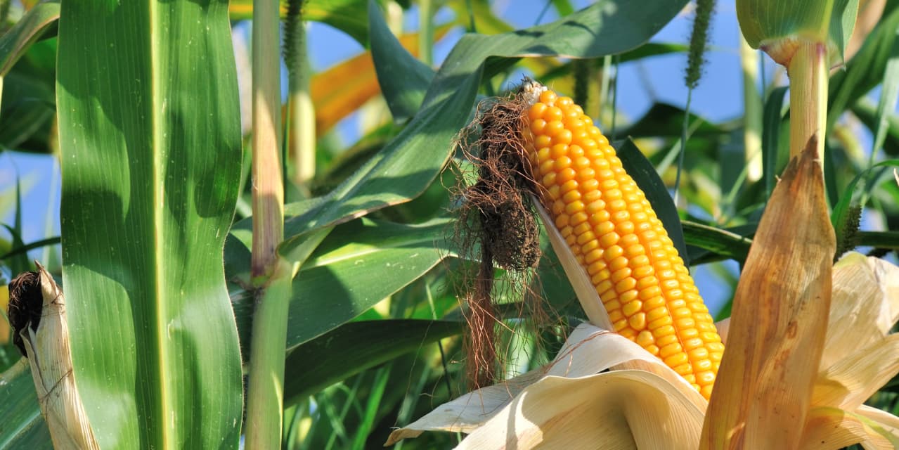 Mexico softens plan to ban imports of U.S. genetically modified feed ...