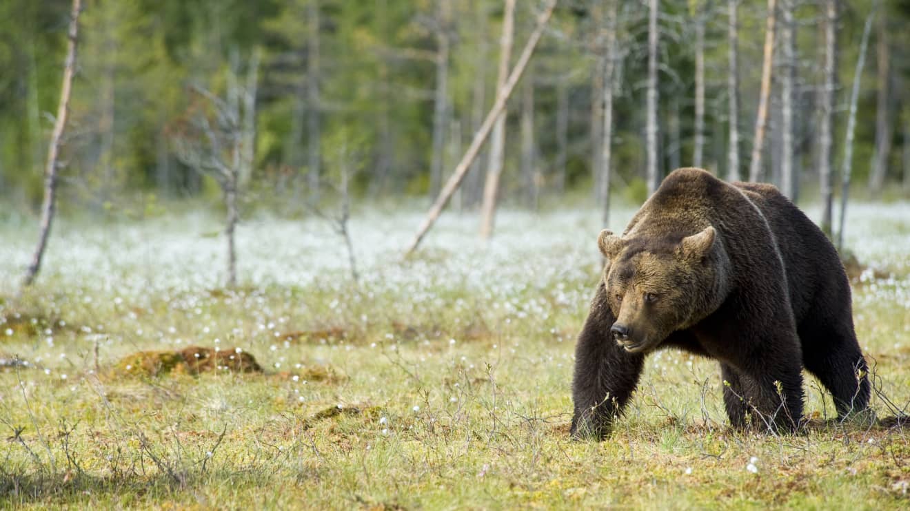 How much would you pay to never lose money in a bear market? - MarketWatch