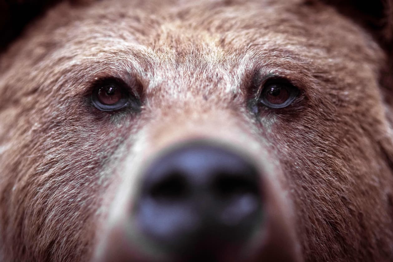 2023 has been bad for the bears. Here are 5 reasons why it’s going to ...