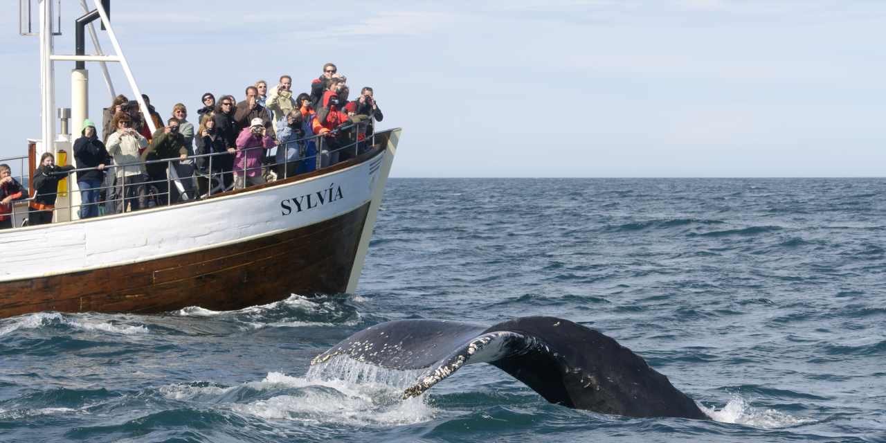 Why the ‘JPMorgan options whale’ can help the stock market over the ...