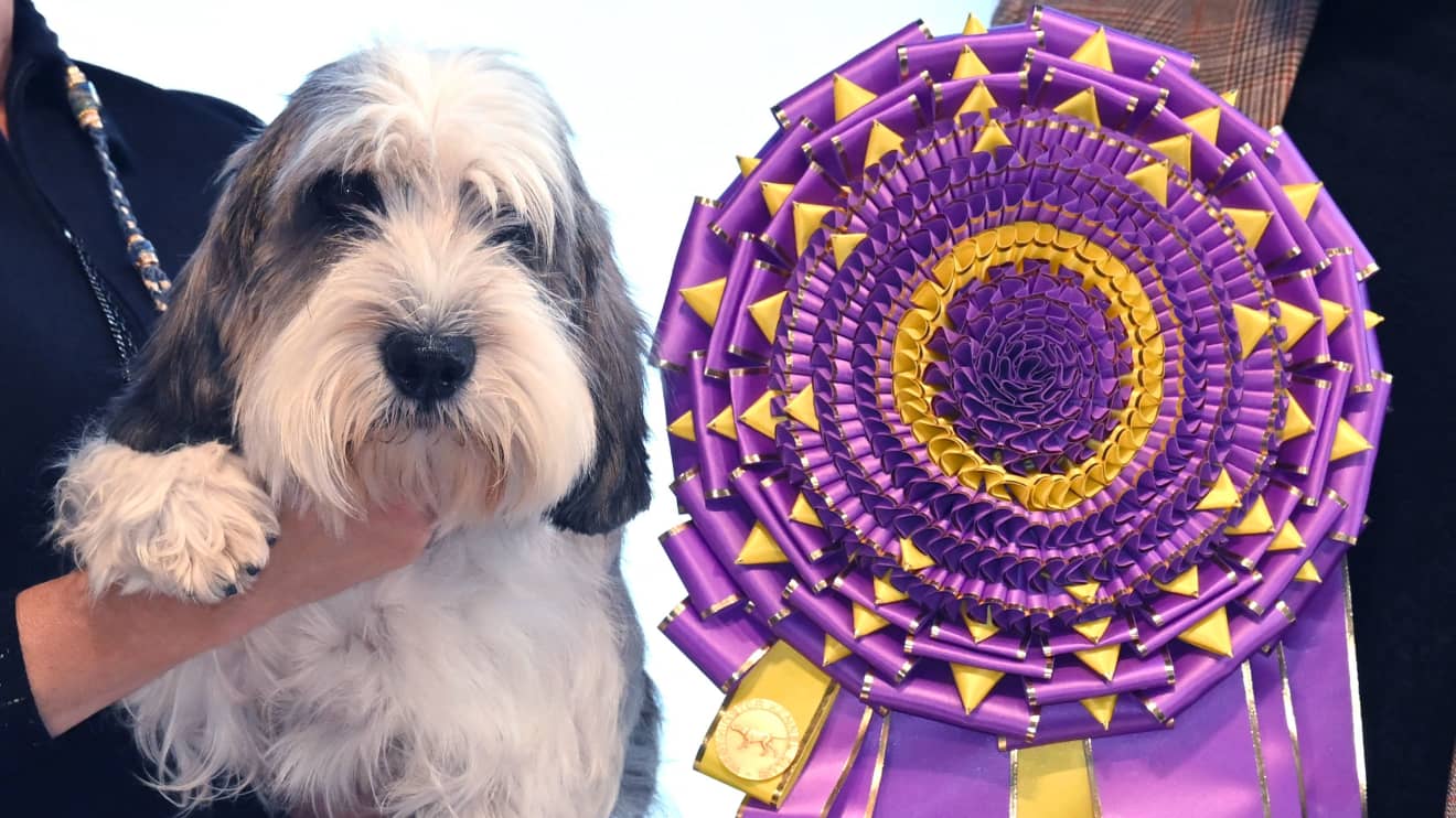 5 things to know about the petit basset griffon Vendéen, the new 'it ...
