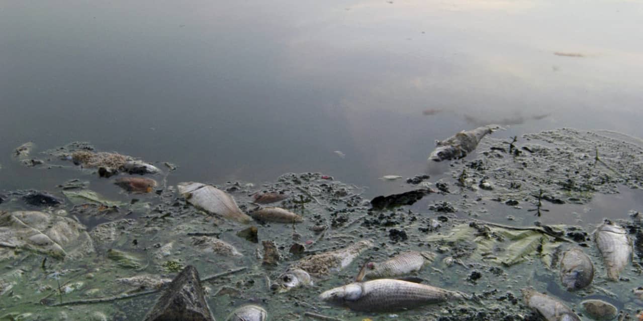 Earth is ‘really quite sick now’ and in danger zone in nearly all ecological ways, study says ...