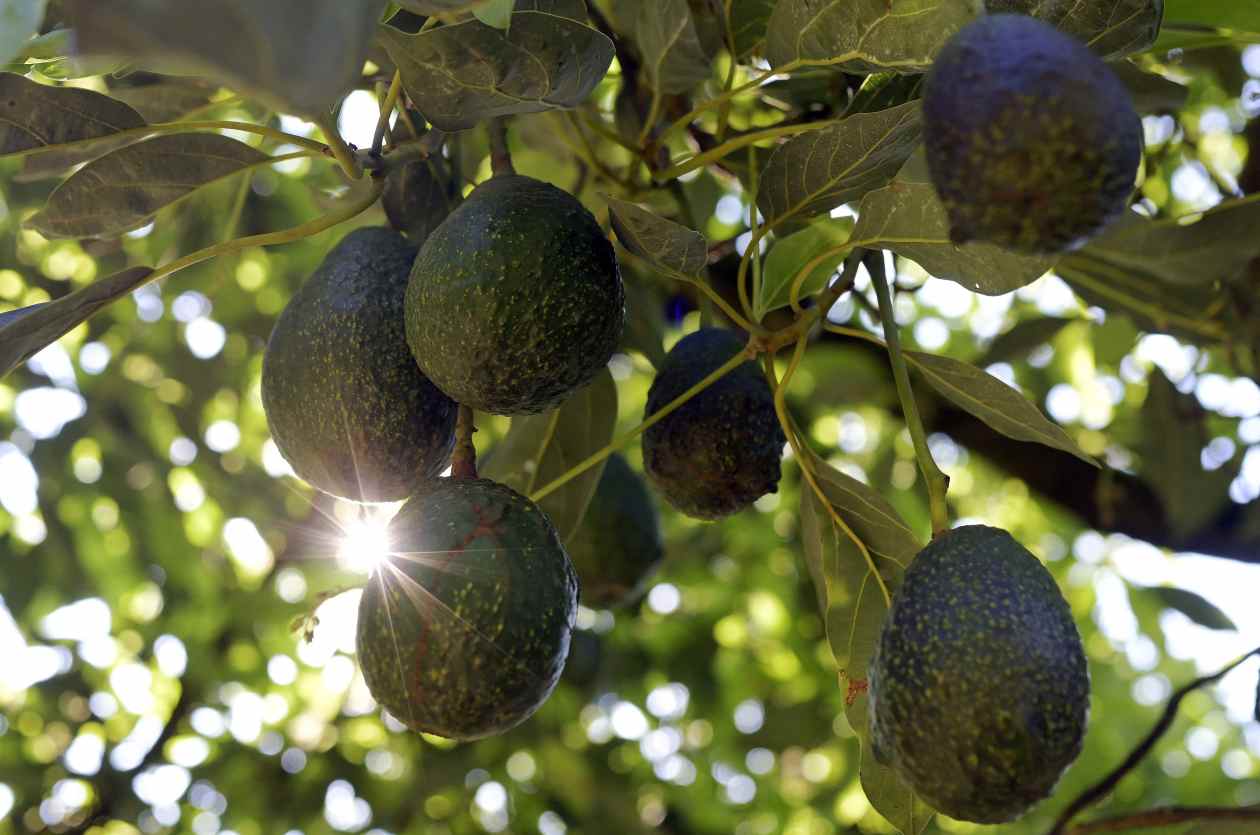 Avocado grower Mission Produce says it will try to work around Mexico ...